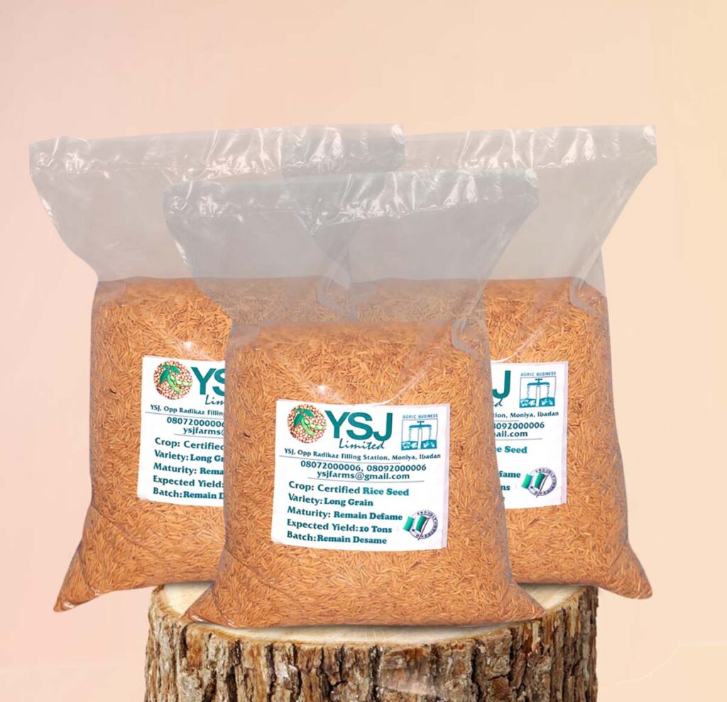 Rice Seed (Long Grain) – YSJ Limited
